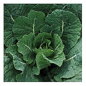 David's Garden Seeds Collards Georgia Southern FBA-1263 (Green) 200 Non-GMO, Heirloom Seeds
