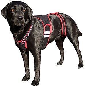 Dog Back Brace - Specialized IVDD Back Brace for Dogs, Arthritis Relief, Herniated Disc, Slipped Disc, Surgery Recovery - Dog Spine Support Harness - IVDD Dog Supplies, PetAngell - Large