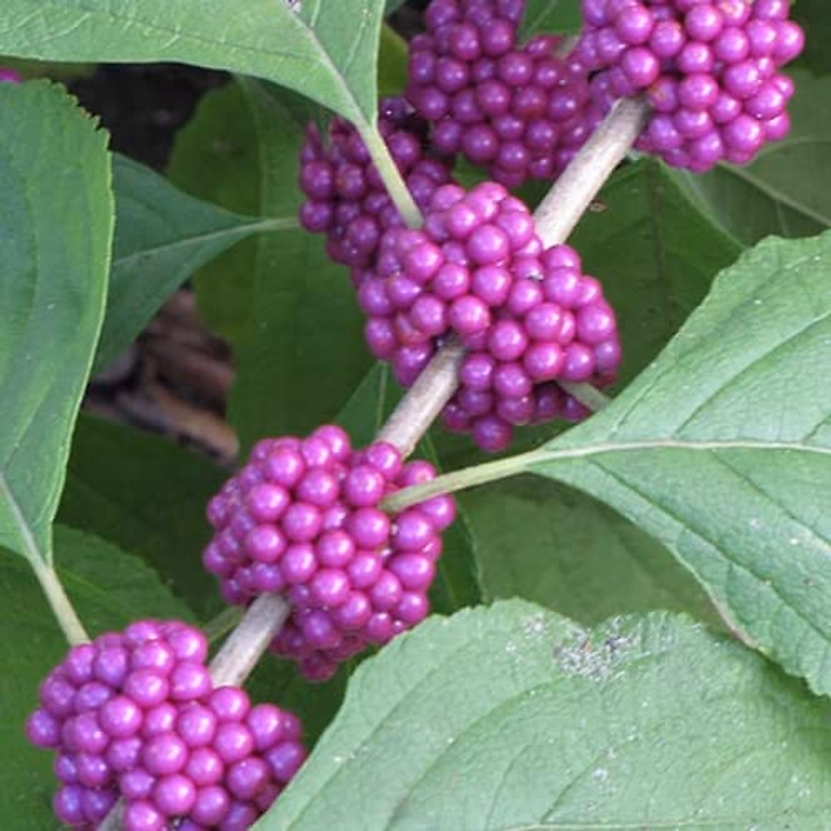 CHUXAY GARDEN Callicarpa Americana,American Beautyberry 25 Seeds Native Wildflower Shrub Ornamental in Gardens and Yards.