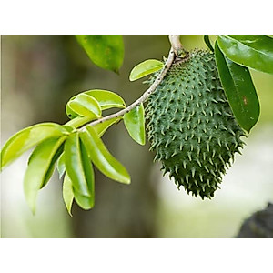 PENDING 20 Soursop, Graviola, Guanabana, Paw-paw, Sirsak, Prickly Custard, Annona Muricata Seeds- White Fleshed Exotic Fruit!, Seeds
