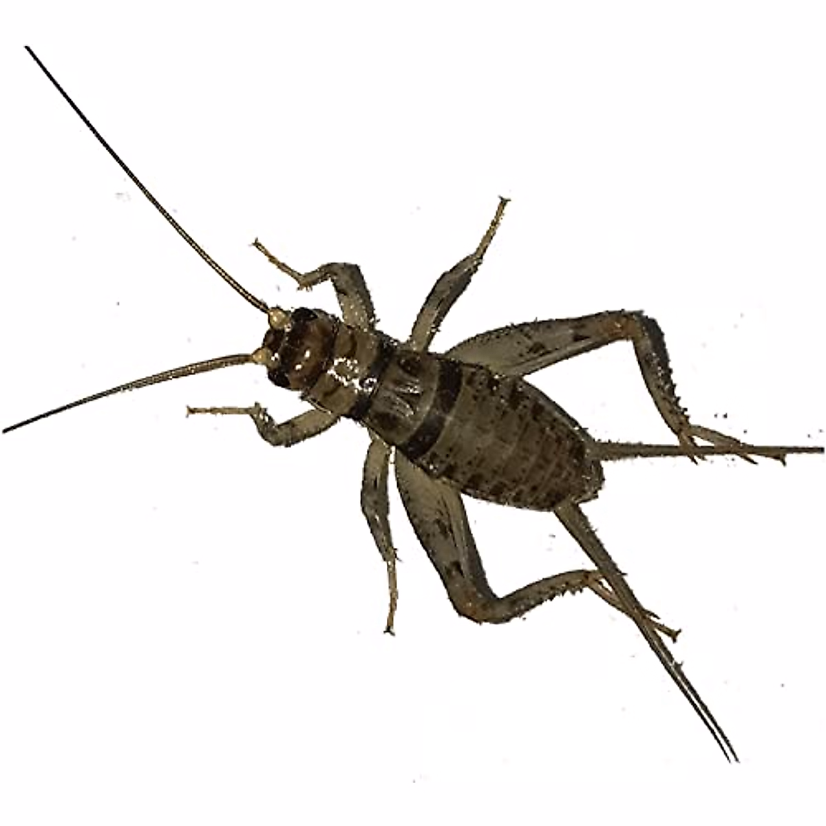 BuyFeederCrickets Live Banded Crickets (Medium (1/2")) (250 Count)