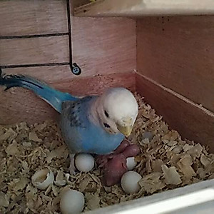 WOLEDOE 8Pcs Fake Bird Eggs, Stop Egg Laying fit Parrotlet, American Parakeet, Budgie, Diamond-Dove Artificial Eggs 14mm*19mm