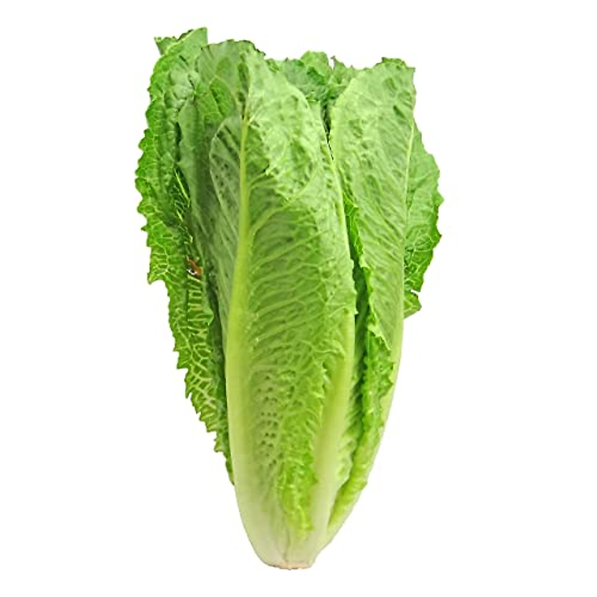 3000 Parris Island Cos Romaine Lettuce Seeds - 4+ Grams - Heirloom Non-GMO USA Grown Premium Vegetable Seeds for Planting - by RDR Seeds