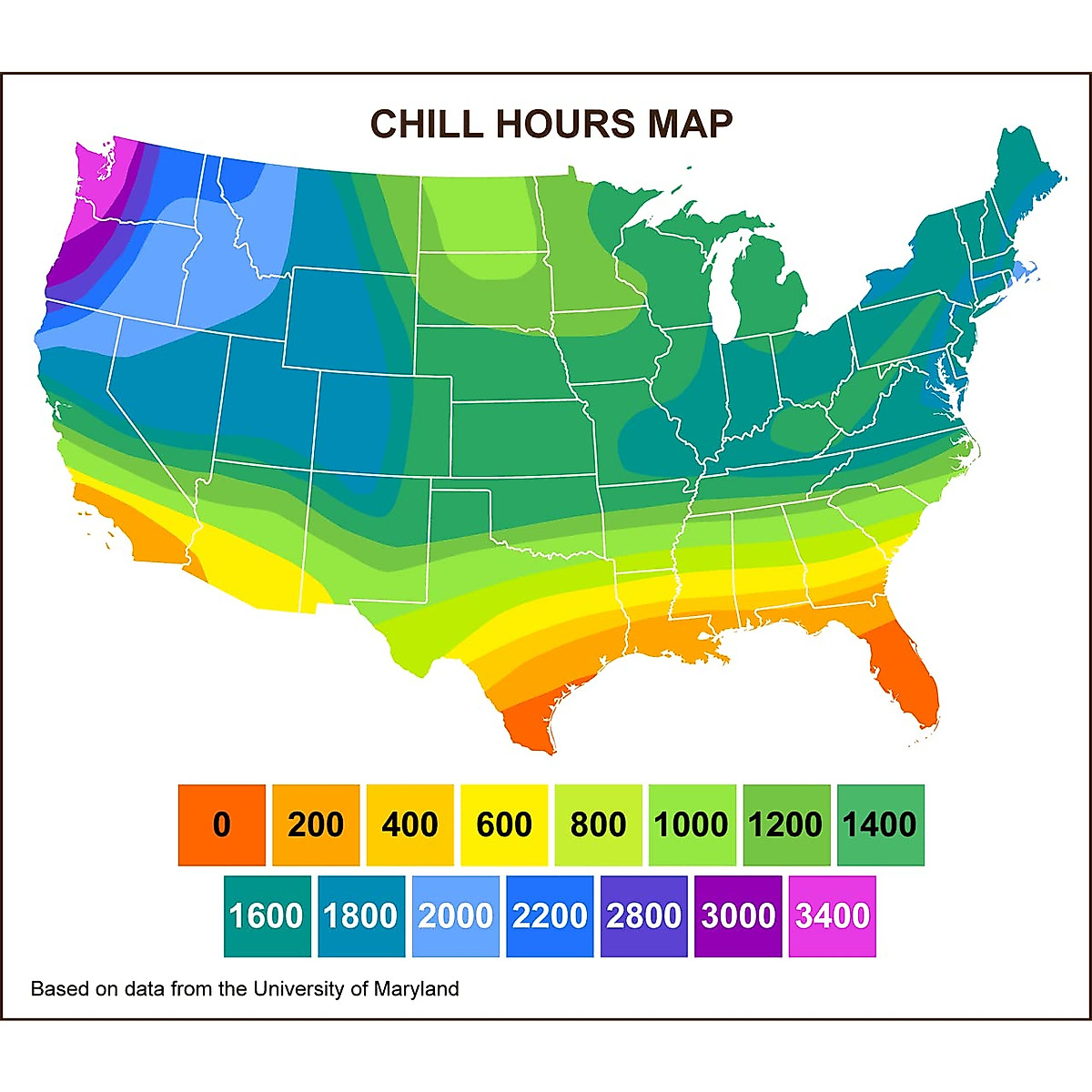 TriStar Plants - Blueberry 'Highbush/Sweeheart' - 1 Quart Trade Pot, NO SHIP CALIFORNIA - edible fruit, fruit tree, homestead garden