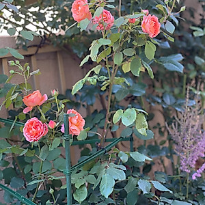 5ft 6-Pack Tomato Cage Support Green Garden Plant Sticks/Stakes for Climbing Plants, Vegetables, Fruit, Flowers