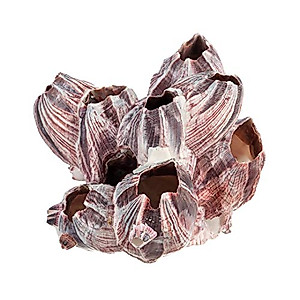 Real Purple Barnacle Cluster - 3-5" - Aquarium Ornament Piece for Decoration - Natural Barnacle Cluster for Craft and Decor - Plus Free Nautical eBook by Joseph Rains