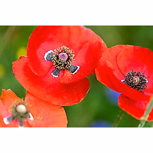 Red American Legion Poppy Seeds, 3000 Heirloom Flower Seeds Per Packet, (Isla's Garden Seeds), Non GMO Seeds, Scientific Name: Papaver rhoeas