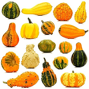 "Large Gourd Mix" Squash Seeds for Planting, 25+ Heirloom Seeds Per Packet, (Isla's Garden Seeds), Non GMO Seeds, Great Home Garden Gift, Decorative Squash Gourds