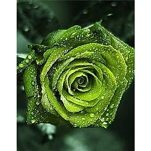 Garden Plant Seed Flower Seed 100Pcs Mixed Color Flowers Rose Seeds Multi Coloured Rose Flower Seeds Home Garden Plant