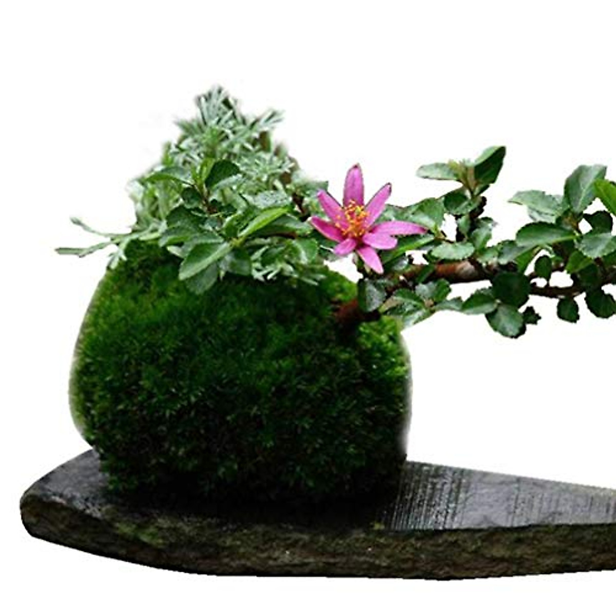 Generic 5pcs Moss Ball Planter Japanese Style Natural Kokedama Flower Vase Flower Pot Creative Sphagnum Flower Holder Potted Hydrating Bonsai Plants Containers for Home Wedding Decor