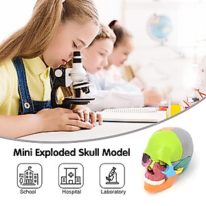 MIIRR Detachable Color Anatomy Skull Model, Mini Size Skeleton Head Skull Model Includes 15 Parts, Medical Skull Anatomical Model for Learning, Teaching or Display