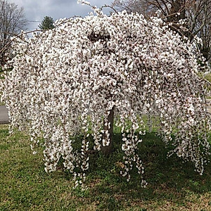 CHUXAY GARDEN Dwarf Weeping White Cherry Tree 5 Seeds Beauty White Privacy Screen Ornimental Tree Great for Planting