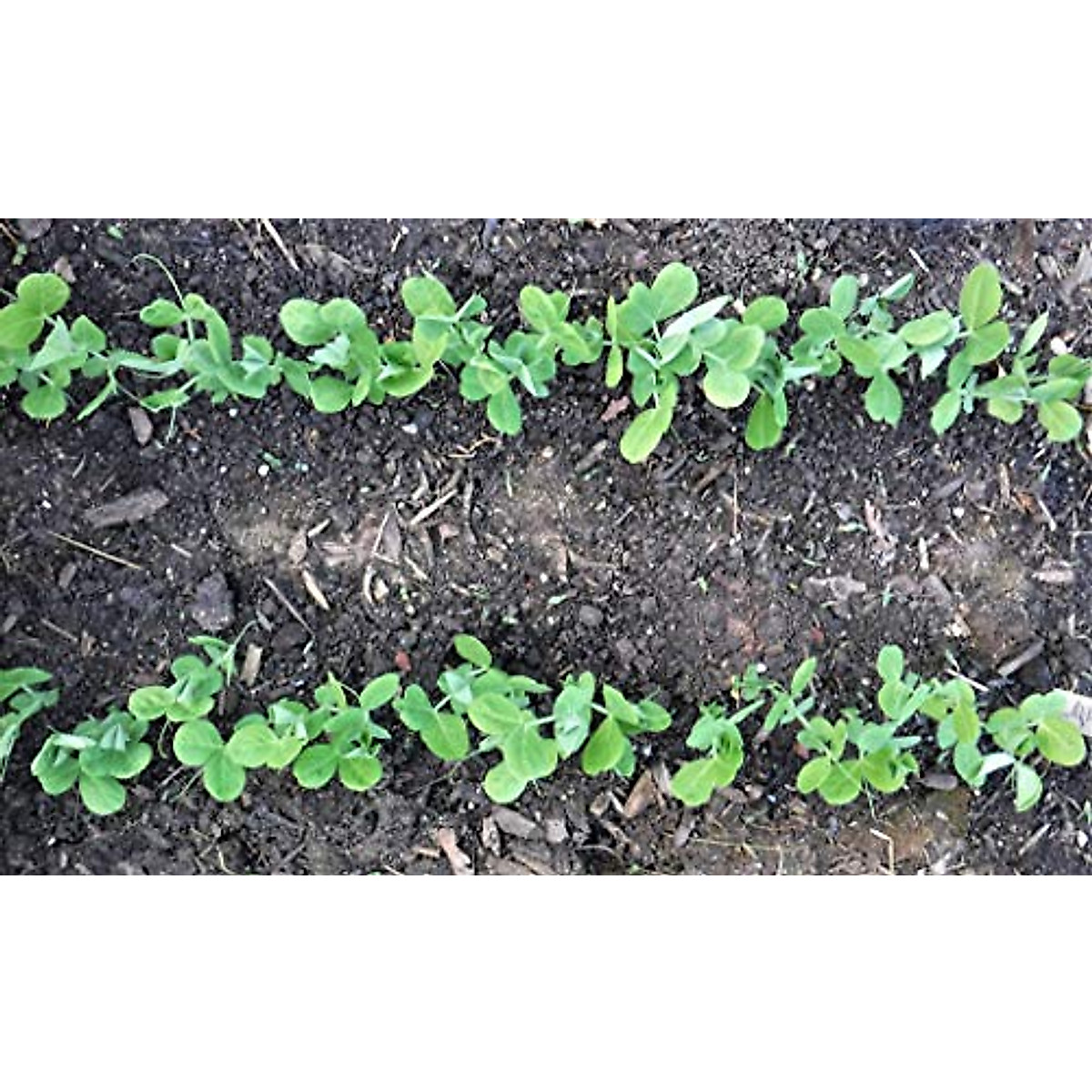 Gardinnovations Seed-in Soil Digger and Soil Spacer for Planting Seeds