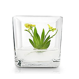 BLOOMIFY Miniature Orchid Terrarium, Open Pot Design, Maintenance Free, 3" Glass Votive