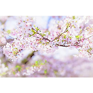 Bonsai Tree Seeds 5 Types, Wisteria Seeds, Black Pine Seeds, Sakura Seeds, Red Maple Seeds, Judas Tree Seeds, Highly Prized for Bonsai (100pcs)