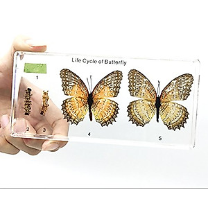 Lifecycle of a Butterfly Paperweights Science Classroom Specimens for Science Education