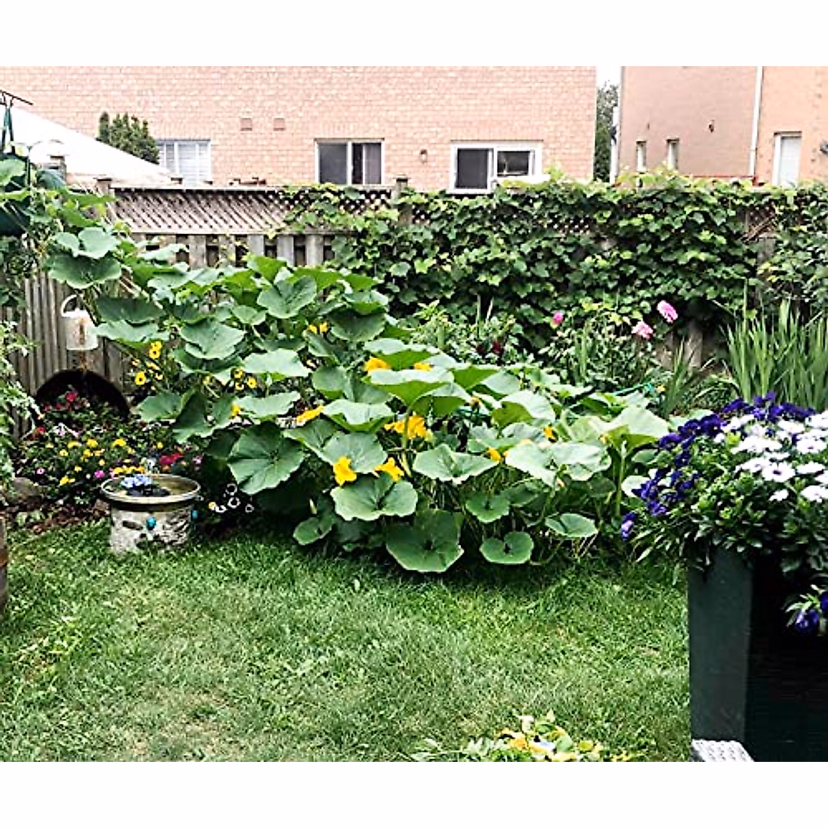 Giant Pumpkin Titan Seeds 10 Seeds for Planting Vegetable Garden Squash Gourd Seeds