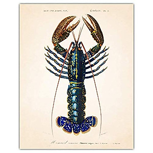 Vintage Crimson Crawfish Illustration Wall Art Print: 11x14 Unframed Wall Poster for Home, Office, Dorm, Bedroom, Studio & Man Cave Room Decor - Chic Home Decor & Creative Housewarming Gift Idea
