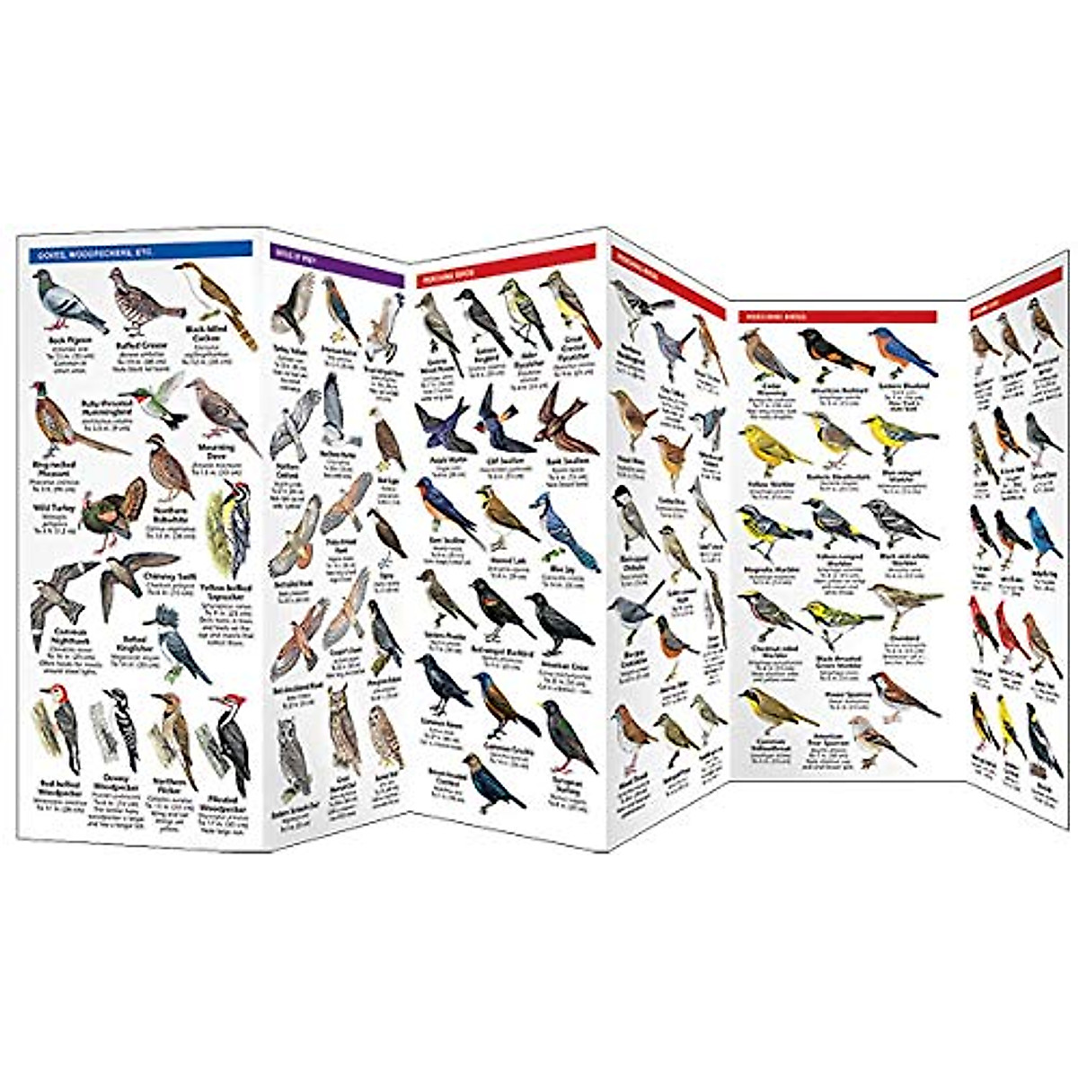 New York State Birds: A Folding Pocket Guide to Familiar Species (Nature Observation North America)