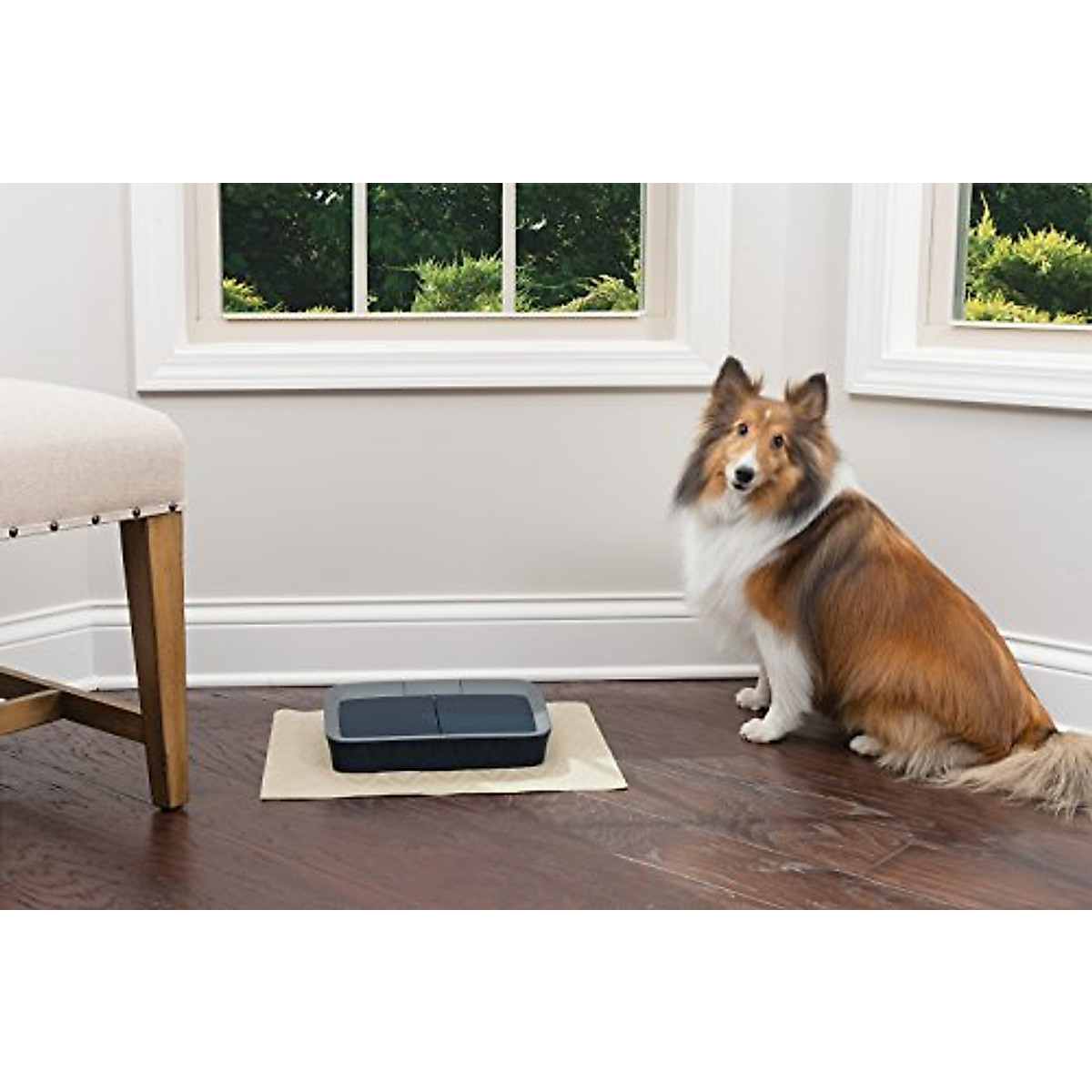 PetSafe Digital Two Meal Automatic Pet Feeder for Cats and Dogs, 2 x 200 g Trays, 4 Day Programming,Blue