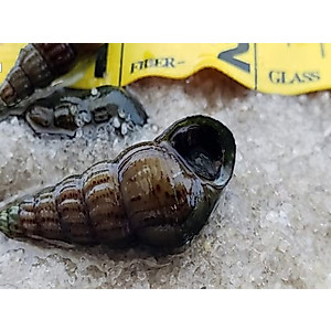 Live Mosquitofish Trumpet Snails Freshwater Aquarium Pond Crayfish Craydad Feeders Fish Food Combo Value Pack
