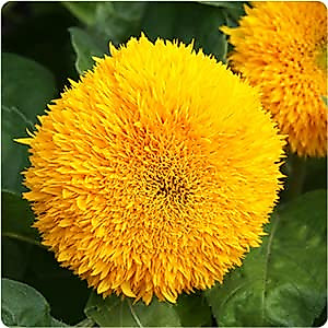 Survival Garden Seeds - Dwarf Sungold Sunflower Seed for Planting - Packet with Instructions to Plant and Grow Pom-Pom Teddy Bear Flowers in Your Home Vegetable Garden - Non-GMO Heirloom Variety