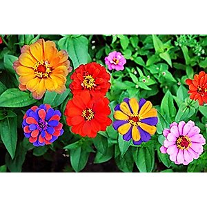 Rare 500 Pcs Mixed Zinnia - California Giant Flower Seeds Bonsai Decoration-Non GMO