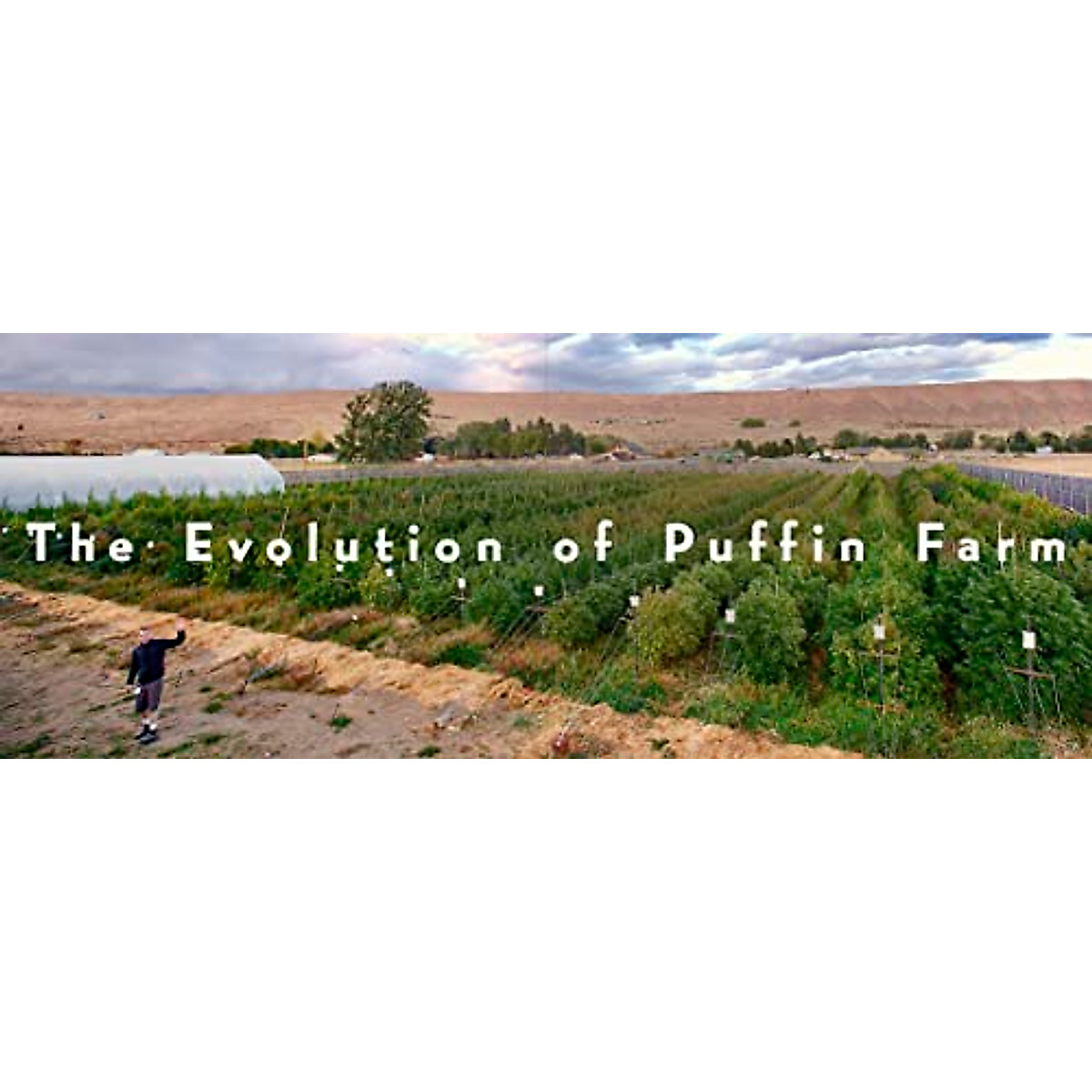 An American Cannabis Story