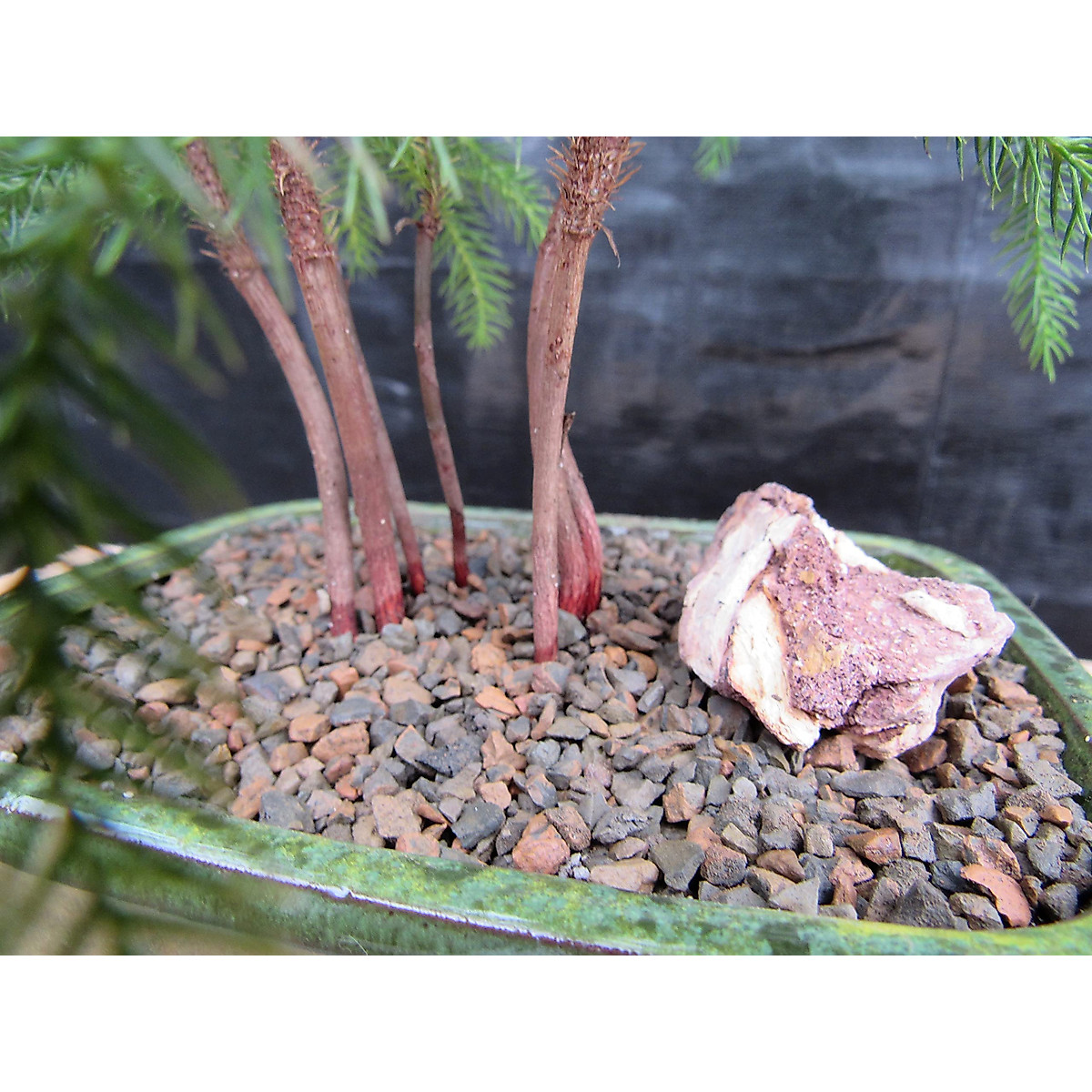 Norfolk Island Pine Bonsai Tree (Medium)