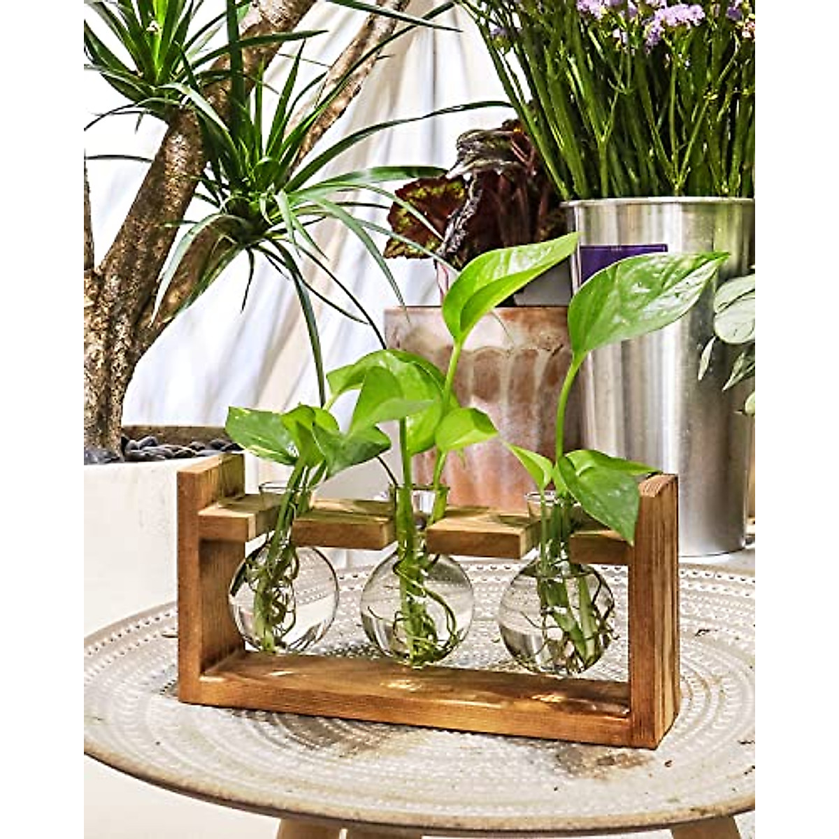 Ivolador Tabletop Propagation Station,Plants Terrarium Glass Bulb Terrarium with Retro Solid Wooden Stand for Hydroponics Plants Home Garden Wedding Décor (3 Bulbs)