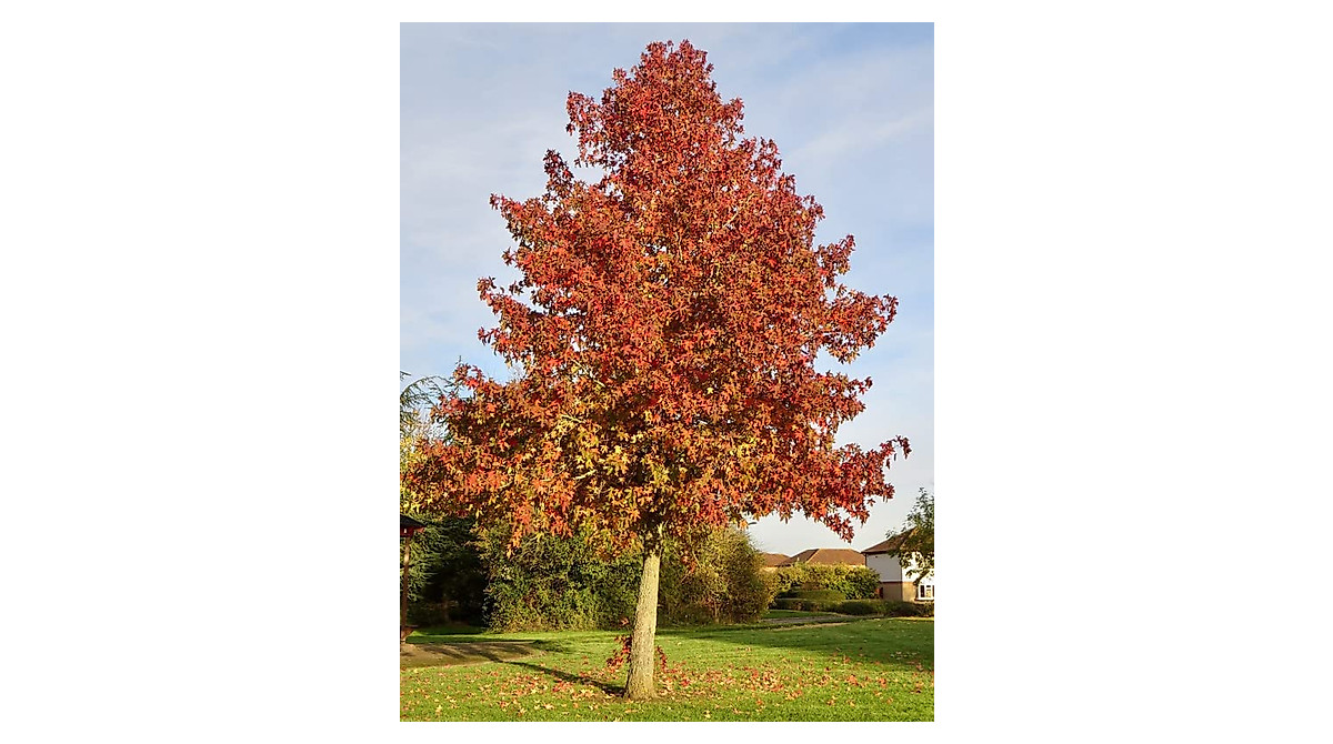 Buy Fast Growing American Sweetgum Tree - 2-3ft Pot