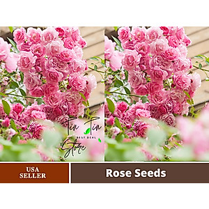30 Rare Seeds-Pink Climbing Rose Bush Seed Flower#1108-Authentic Seeds-Flowers-Rose Seeds-Herb Seed-Vegetable Seeds-Mix Seeds for Plant-B3G1