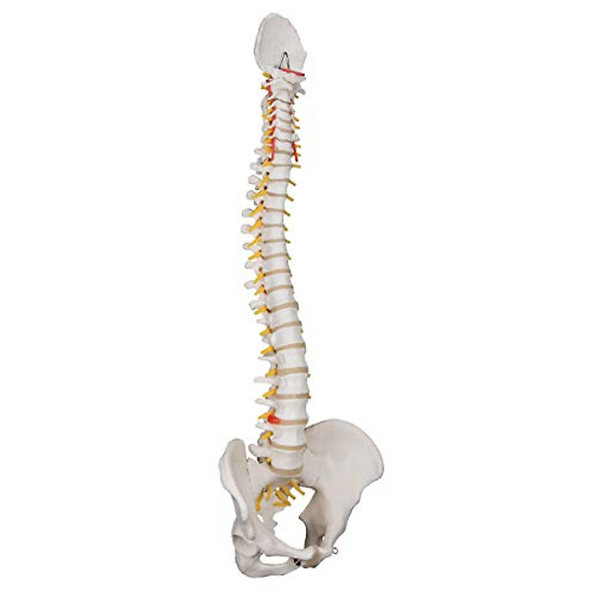 3B Scientific A58/1 Classic Flexible Spine male - 3B Smart Anatomy