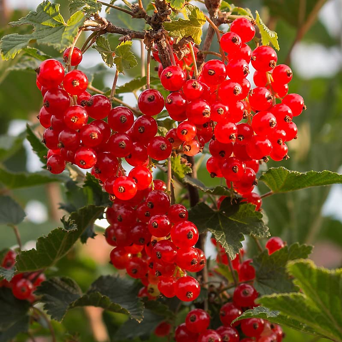 Bobby Courtyard 100 Pcs Red Lake Currant Seeds Currant Ribes Fruit Shrub Seeds - Fruit Tree Plant Seeds for Planting Home Garden