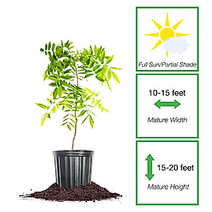 PERFECT PLANTS Amethyst Falls Wisteria Vine 1 Gallon | Live Shrub for Outdoor Planting | Fast Growing Vines for Trellis or Fence | Beautiful Purple Flowers During Spring & Summer