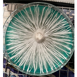 Booming Acres Colored Potato Dextrose and Yeast Agar | Prepoured Premade Sterile Petri Dish 20 Pack