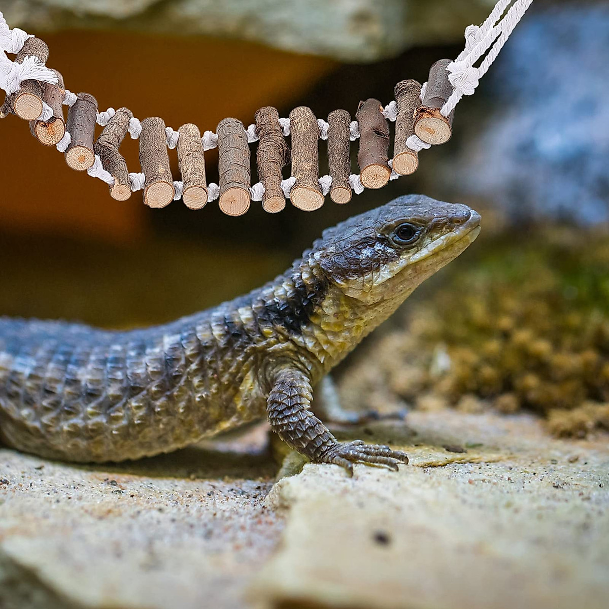 Ipetboom Climbing Pet Suspension Bridge Lizard Accessories Tank Reptile Decor Tank Reptile Ladder Terrarium Reptile Decor Wooden Reptile Ladder Hanging Reptile Decor Wooden Lizard Ladder