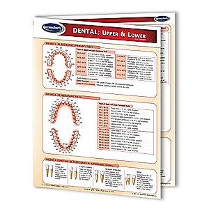 Dental: Upper & Lower Chart- Medical Quick Reference Guide by Permacharts