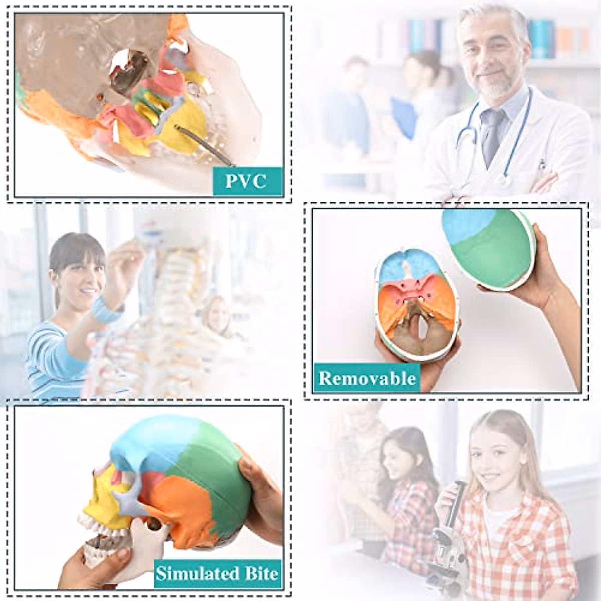 RONTEN Human Skull Anatomical Model, Painted Medical Skull 3-Part Removable Skull Cap and Moving Jaw, Display Model for Medical Student Human Anatomy Teaching and Studying