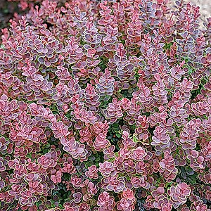 Proven Winner Sunjoy Mini Maroon Barberry, 2 Gal