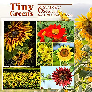 Sunflower Seeds Pack for Planting Outdoors - 6 Beautiful Sunflower Seed Varieties to Plant - Autumn Beauty, Lemon Queen, Mexican, Sunspot, Velvet Queen, Wild Sunflower - Flower Seeds for Planting