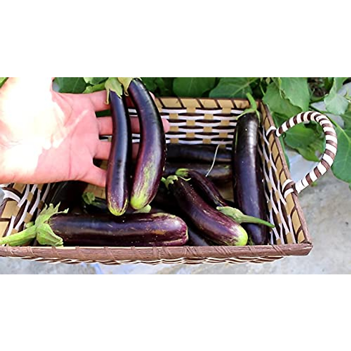 Gaea's Blessing Seeds - Eggplant Seeds - Long Purple Heirloom Non-GMO Seeds with Easy to Follow Planting Instructions - 91% Germination Rate Net Wt. 1.0g