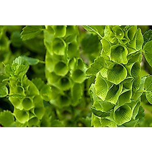 Bells of Ireland Flower Seeds - 30 Seeds - Rare Green Flower Petals - Excellent for Cut Flower Display, Grow The Luck of The Irish