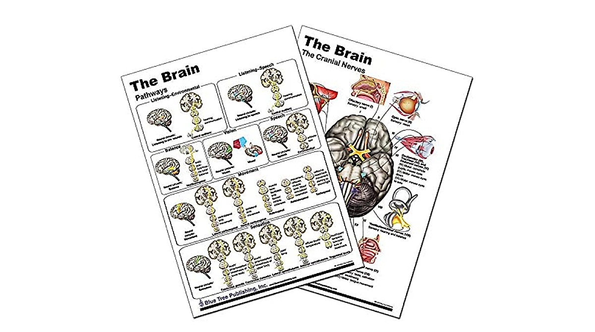 Brain Anatomical Chart - Double-Sided, Laminated & Dry Erase