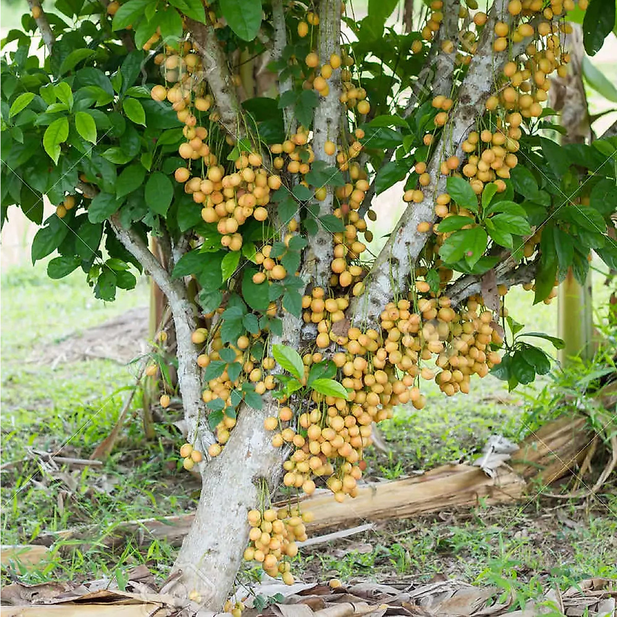 CHUXAY GARDEN Baccaurea Ramiflora Seed,Burmese Grape 10 Seeds Evergreen Tree Growing to 25 m Edible Sweet Fruit Great for Garden