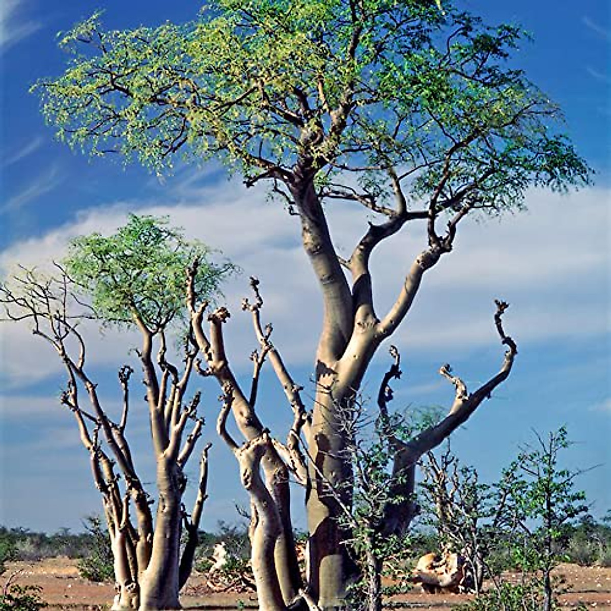 QAUZUY GARDEN 50 Moringa Plant Seeds Premium Horseradish Tree Miracle Tree Seeds - Fast-Growing & Drought Tolerant - Perennial Tropical Exotic Tree Seeds