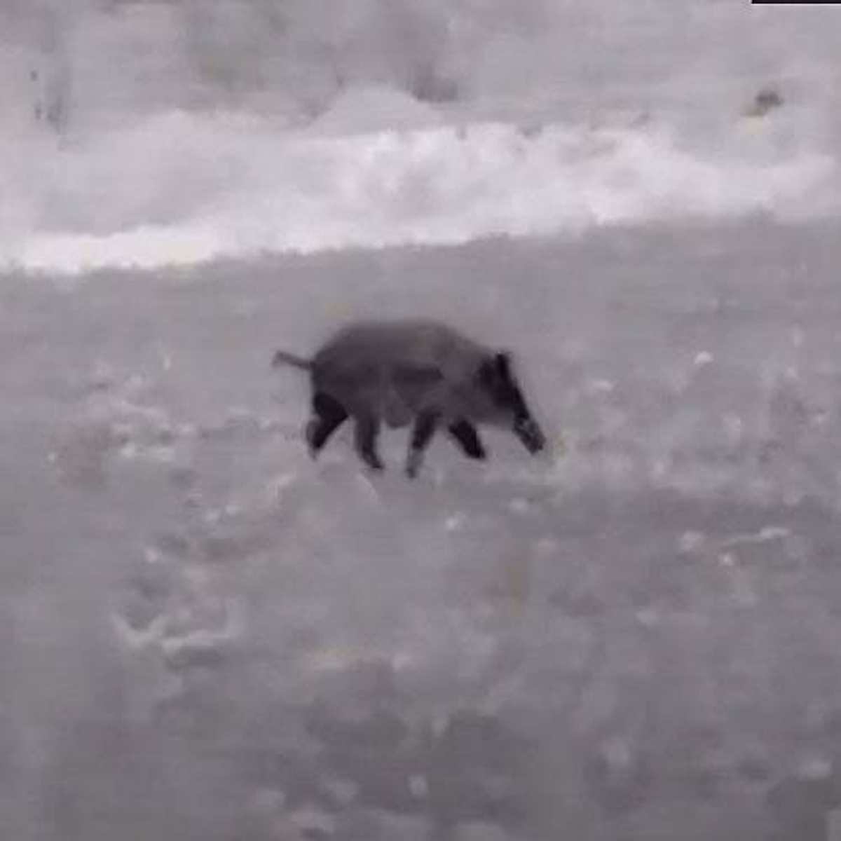 AGM Global Vision Rattler TC35-384 Thermal Clip-On riflescope - 17μm Thermal Vision Detector with 384×288 Resolution, Thermal Imaging Clip-on 1235m Detection