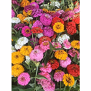 "California Giant Mix" Zinnia Seeds for Planting, 200+ Flower Seeds Per Packet, (Isla's Garden Seeds), Non GMO & Heirloom Seeds, Botanical Name: Zinnia elegans, Great Home Garden Gift