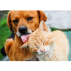 Joint Supplement for Dogs Chews - Pets Total Health Formula for Dogs and Cats Supplement - Dog Vitamin b Complex - 2 Bottles (120 Treats)