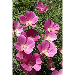 "Purple Gleam" California Poppy Flower Seeds for Planting, 1000+ Seeds Per Packet, (Isla's Garden Seeds), Non GMO & Heirloom Seeds, Scientific Name: Eschscholzia californica, Great Home Garden Gift